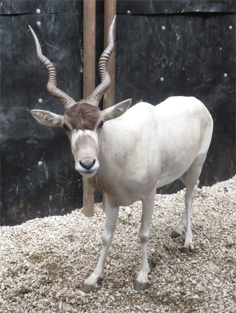 WildLife Buyer, LLC. - 1.0 ADDAX (WB#3)