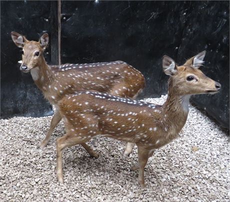 WildLife Buyer, LLC. - 0.2 AXIS (OKB#2)