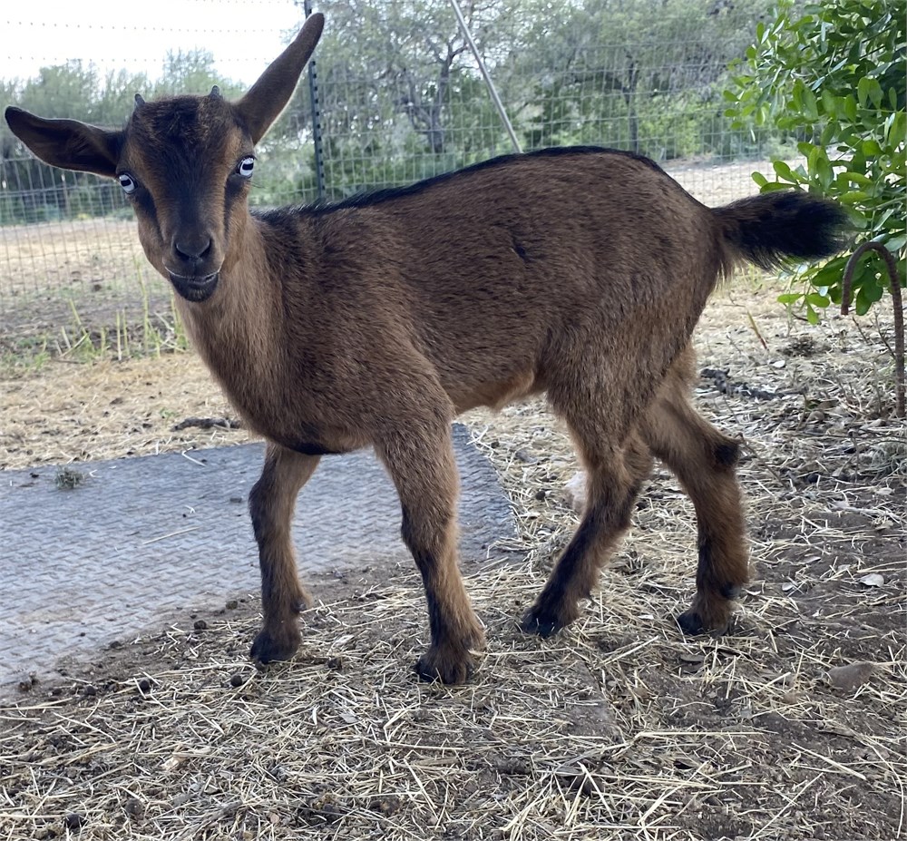 WildLife Buyer, LLC. - 2 Mini Nubian Doe Kids
