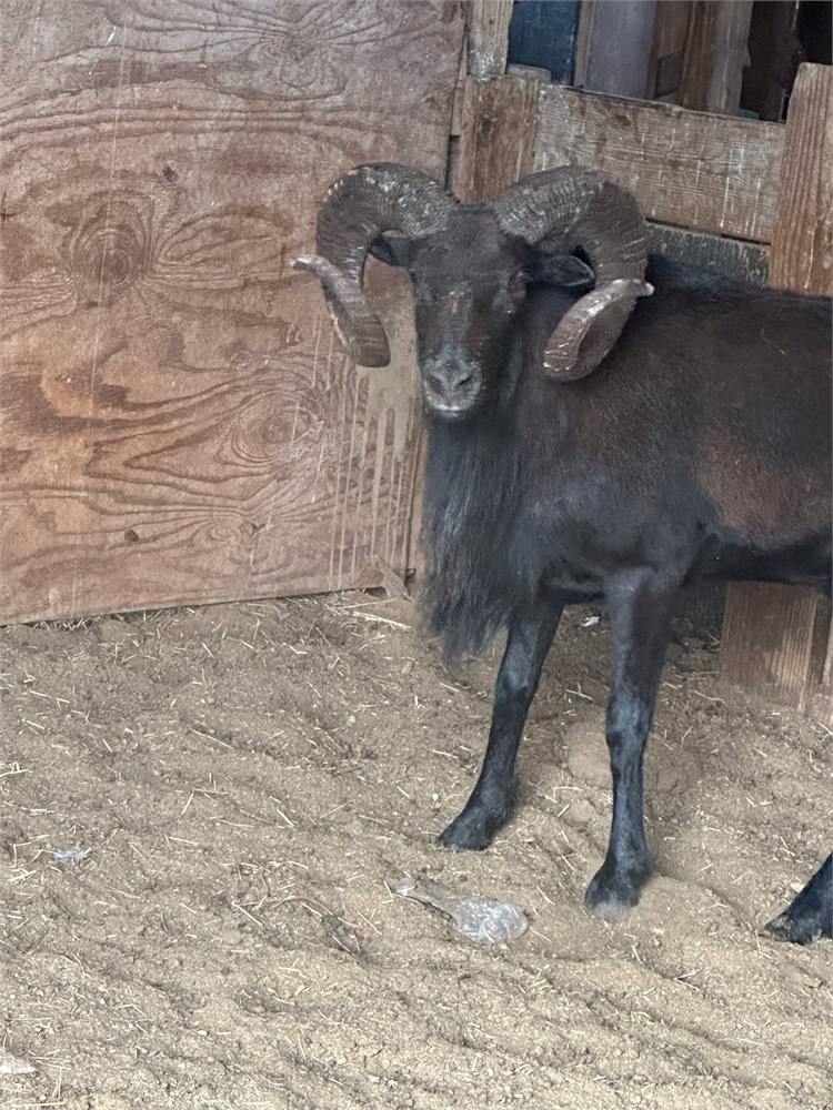 WildLife Buyer, LLC. - 1.0 Midnight Urial Ram