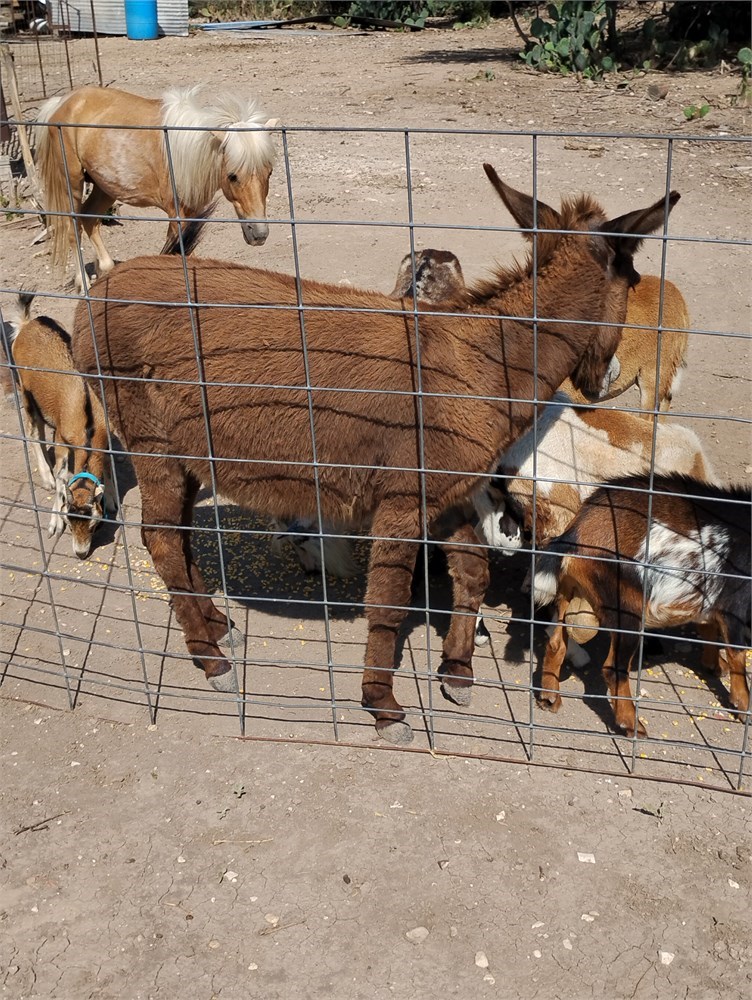 WildLife Buyer, LLC. - Mini chocolate stud donkey