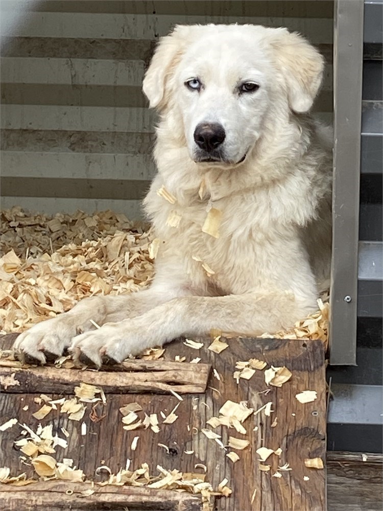 WildLife Buyer, LLC. - Great Pyrenees/Akbash LGD