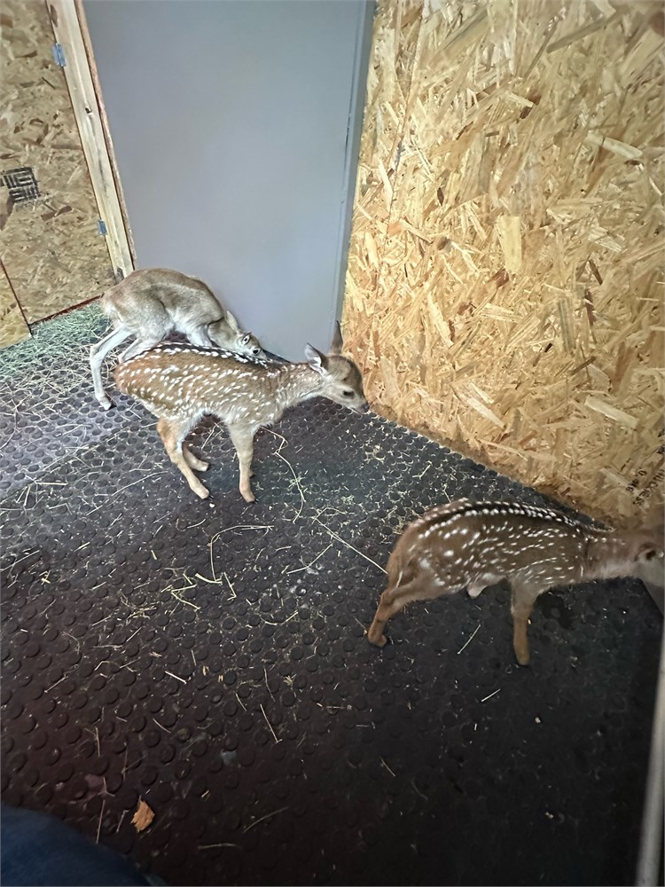 WildLife Buyer, LLC. - 1.0 Bottle Baby Axis MALE