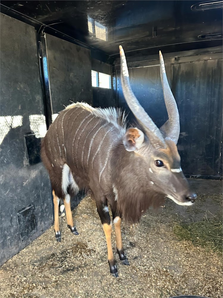 WildLife Buyer, LLC. - 1.0 NYALA BULL