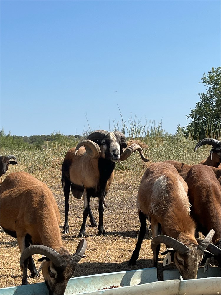 WildLife Buyer, LLC. - 1.0 37" Corsican Ram