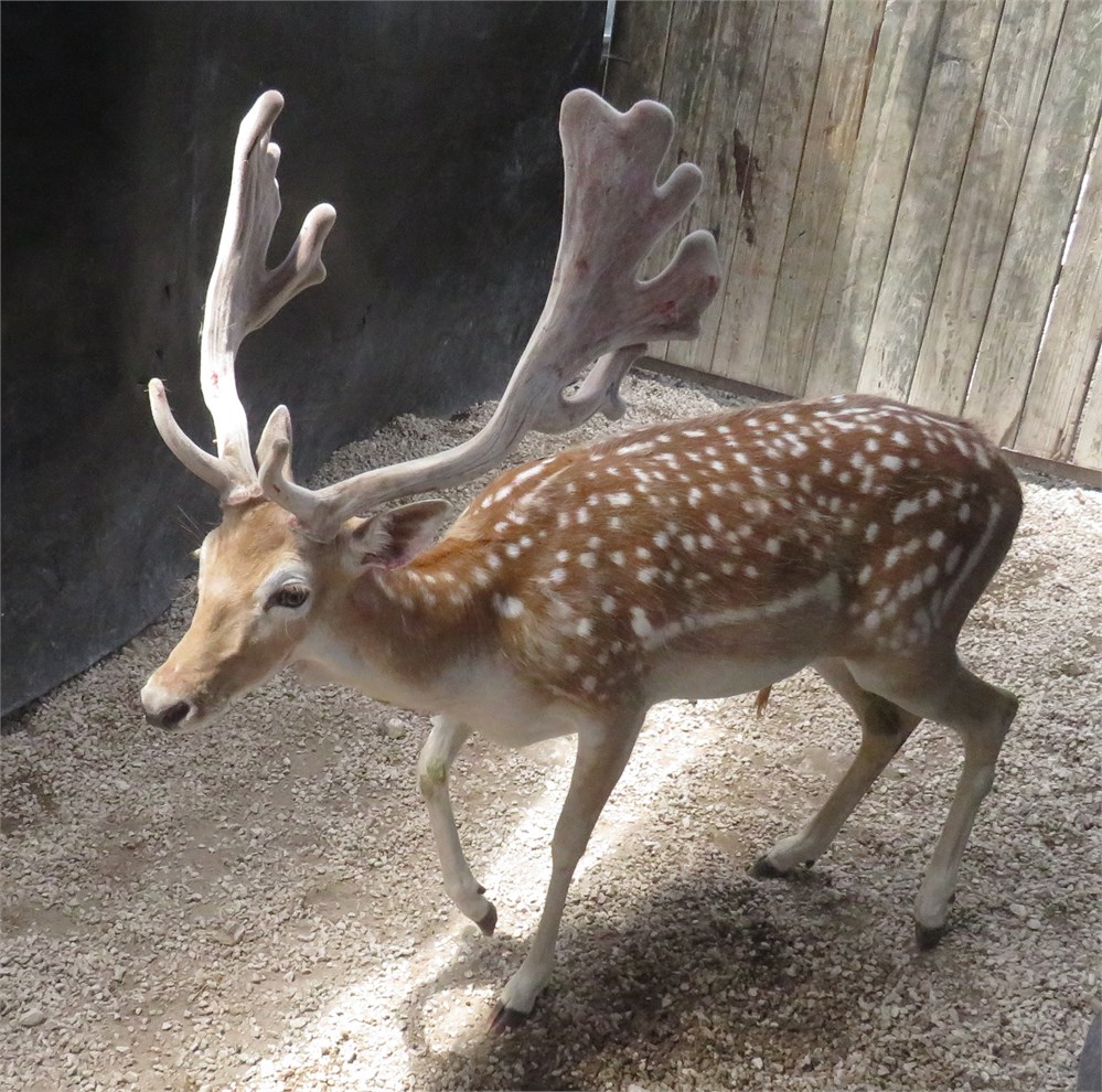 WildLife Buyer, LLC. - 1.0 FALLOW TAG#111 (BB#2)