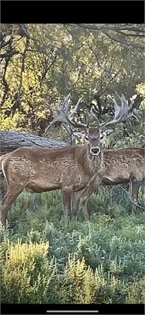 WildLife Buyer, LLC. - 奈1.0 SUPER GENTLE MONSTER RED STAG BULL