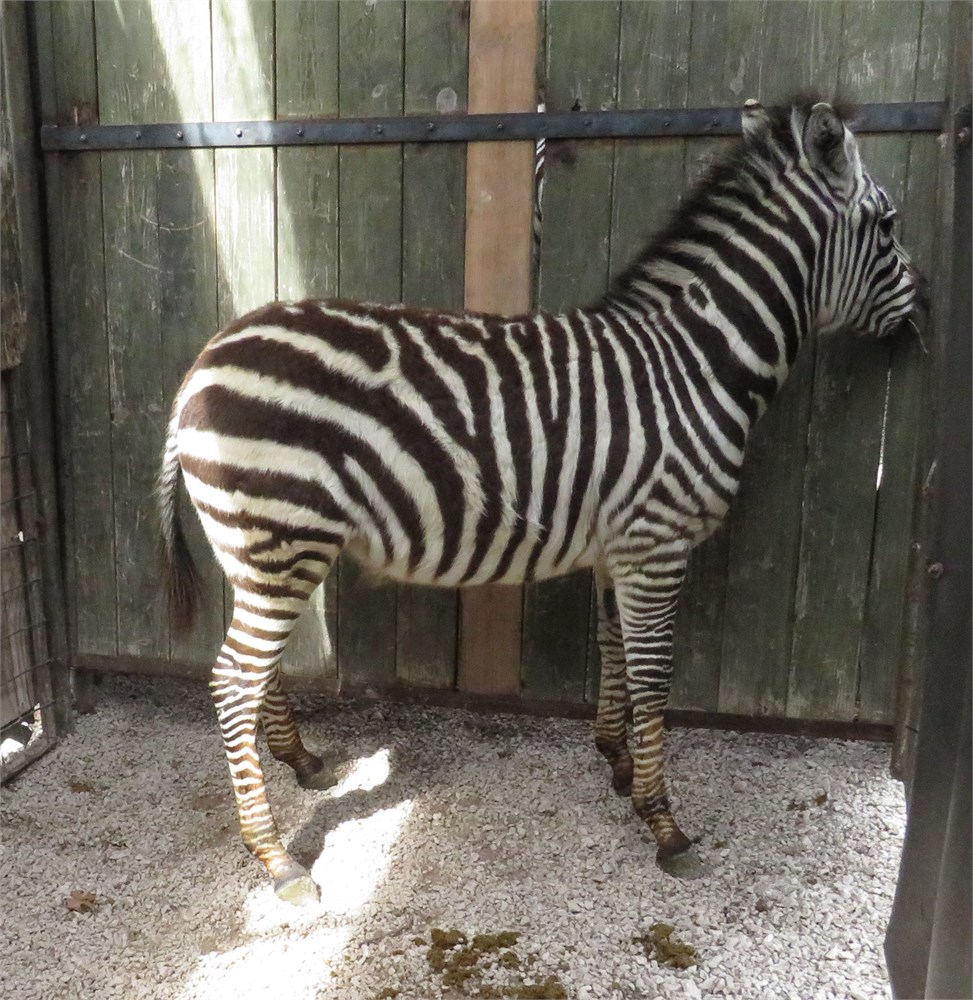WildLife Buyer, LLC. - 1.0 ZEBRA (BB#4)