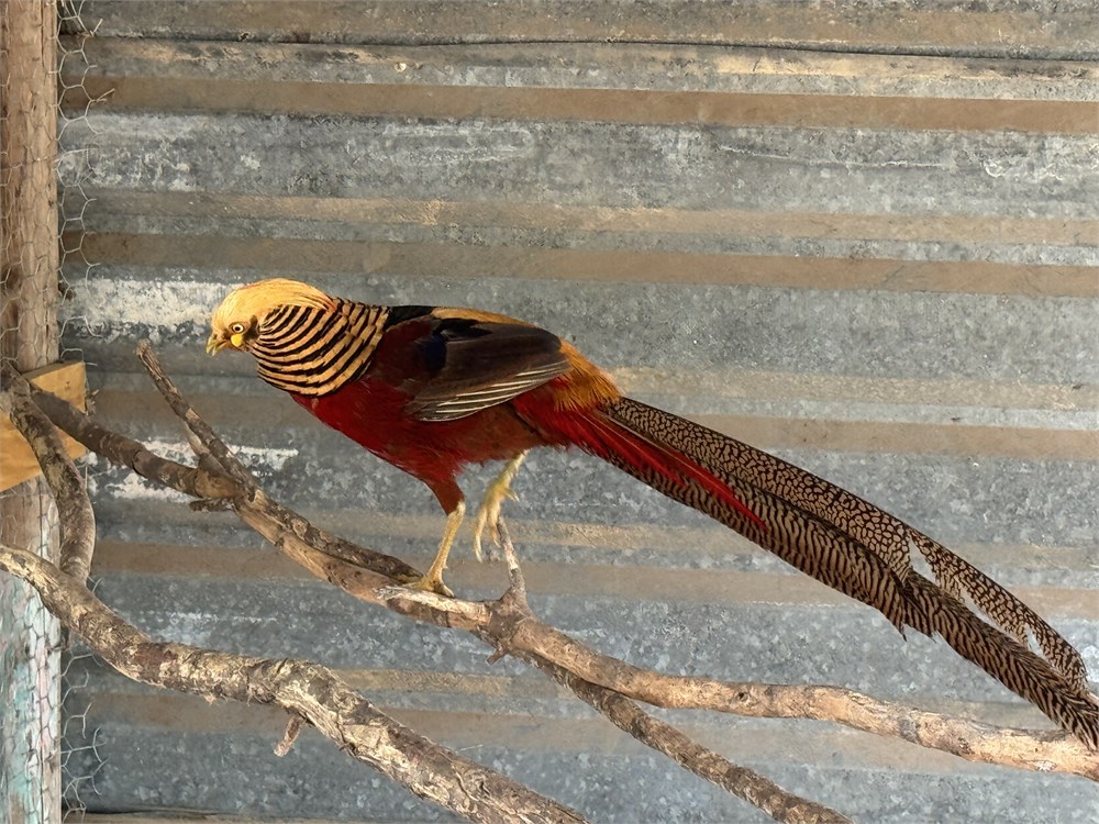 WildLife Buyer, LLC. - Breeding pair of Red Golden pheasant