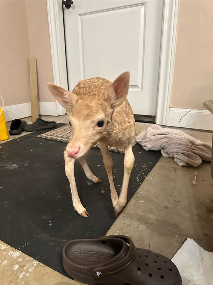 WildLife Buyer, LLC. - 0.1 bottle baby fallow