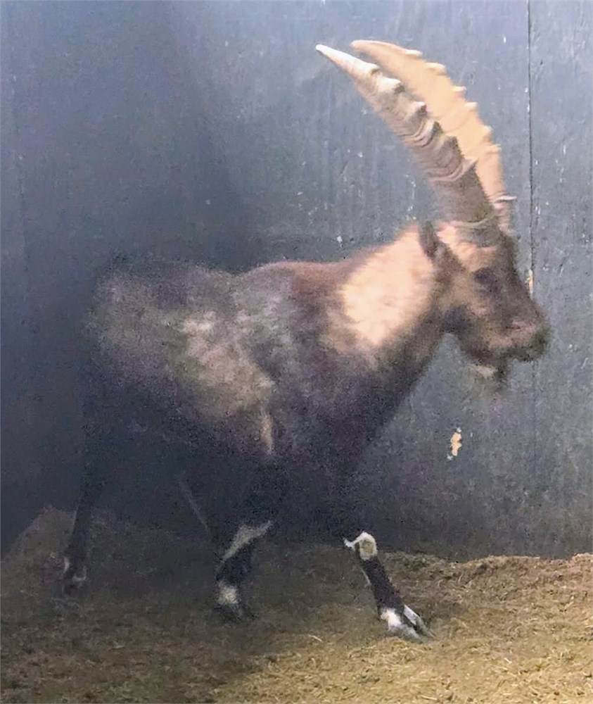 WildLife Buyer, LLC. - 1.0 Alpine Ibex