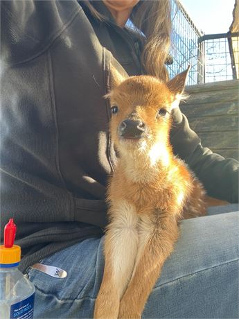 WildLife Buyer, LLC. - 1.0 Bottle Baby Axis Buck