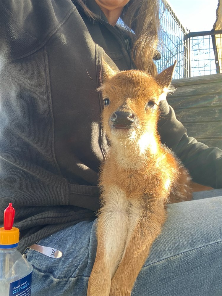 WildLife Buyer, LLC. - 1.0 Bottle Baby Axis Buck