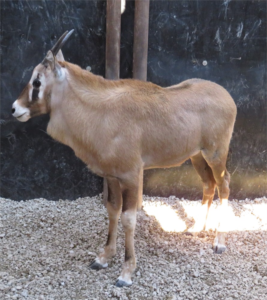 WildLife Buyer, LLC. - 0.1 SCIMBOK (WB#4) young