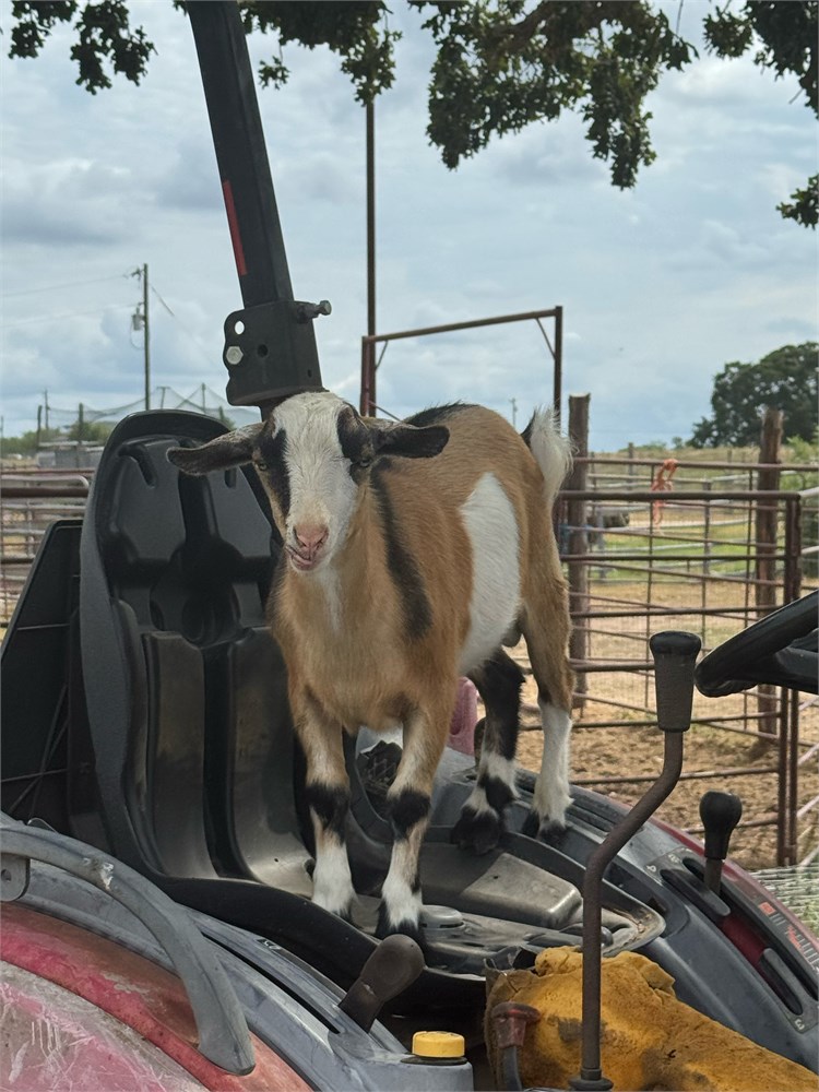 WildLife Buyer, LLC. - 1.0 3.5 month old tri colored nigerian dwarf goat