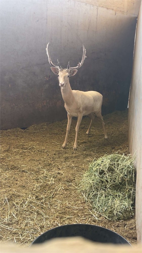 WildLife Buyer, LLC. - 1.0 2 year old fallow