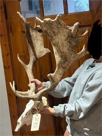 WildLife Buyer, LLC. - nice fallow skull