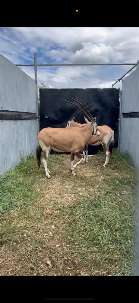 WildLife Buyer, LLC. - 0.2 Scimbok Females