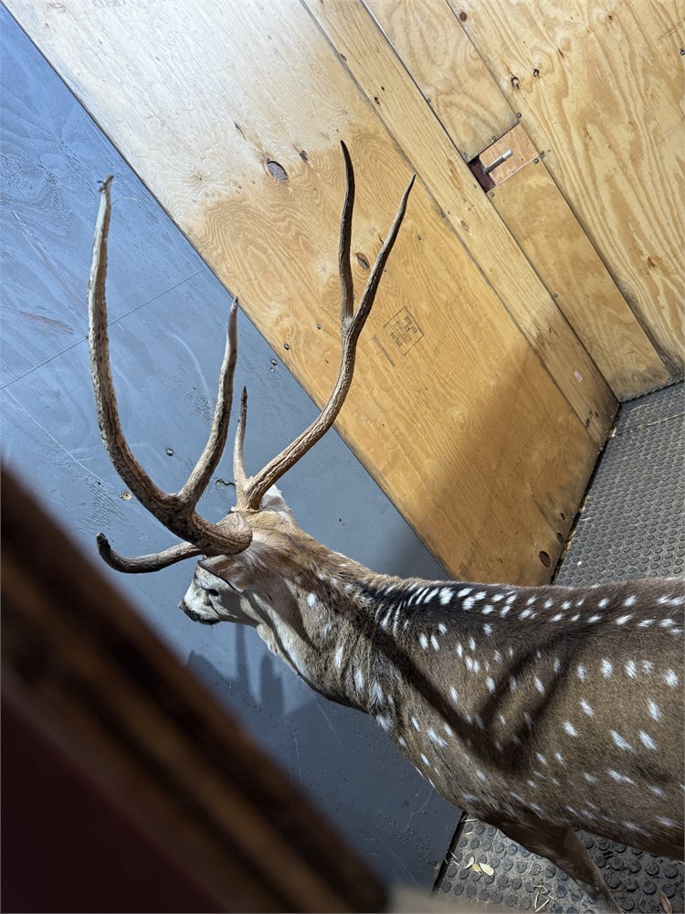 WildLife Buyer, LLC. - 1.0 Big Axis Buck.