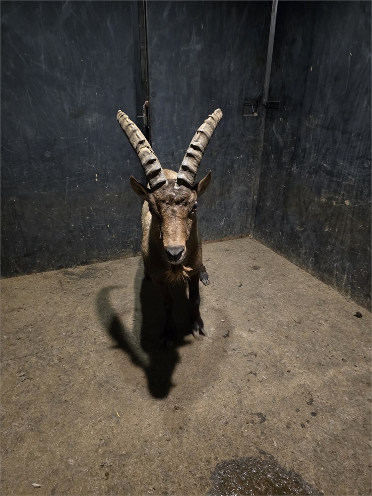 WildLife Buyer, LLC. - 1.0 Alpine Ibex