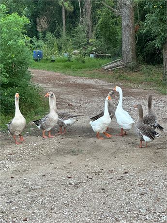 WildLife Buyer, LLC. - Approx. 3.6 Tame Geese Gentle, Healthy,