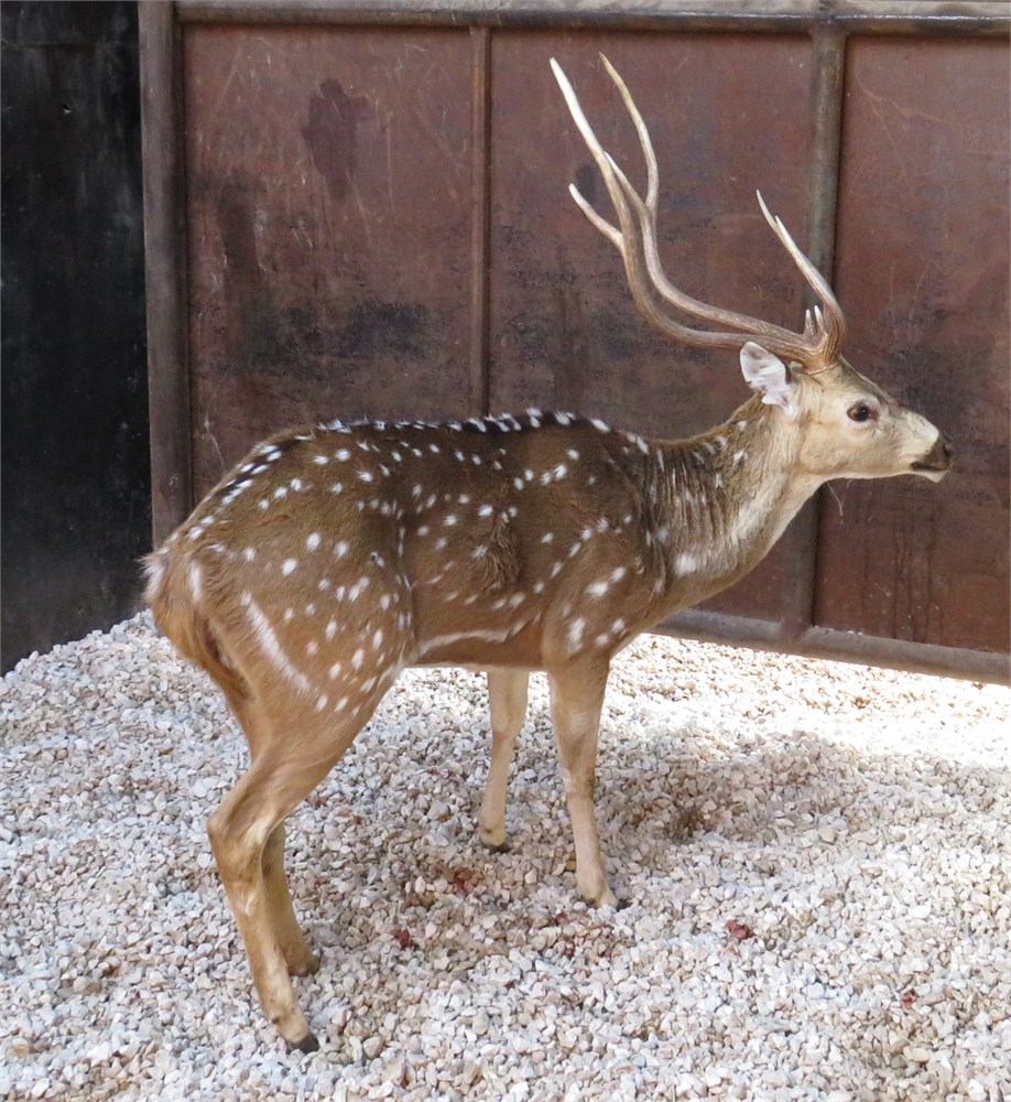 WildLife Buyer, LLC. - 1.0 AXIS (WB#14) - Ask About Insurance