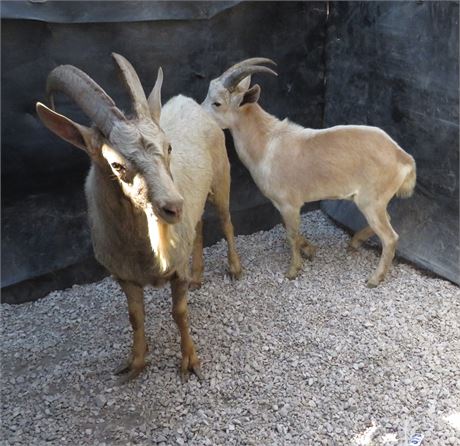 WildLife Buyer, LLC. - 2.0 IBEX CROSS TAG#64/65 (NKB#3)