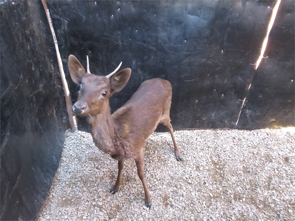 WildLife Buyer, LLC. - 1.0 FALLOW (RB#7) - Ask About Insurance