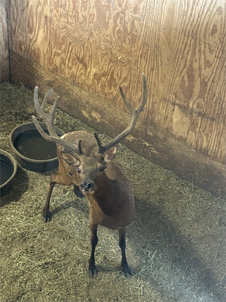 WildLife Buyer, LLC. - 1.0 Stag #1
