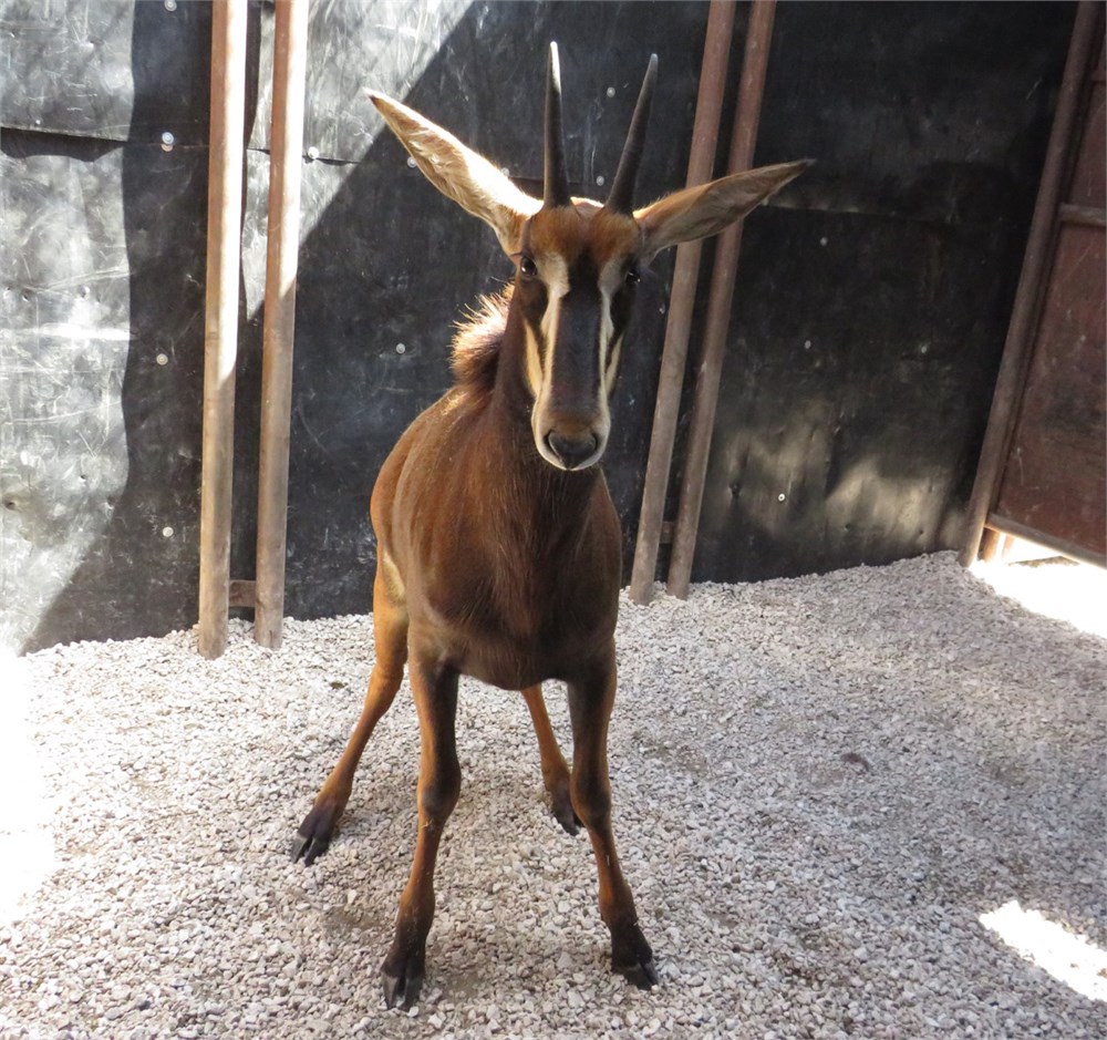 WildLife Buyer, LLC. - ⚡1.0 SABLE (NKB#17) - Ask about insurance