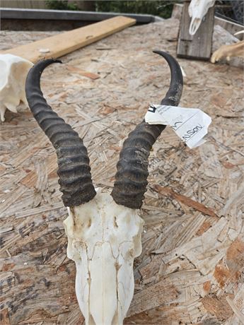 WildLife Buyer, LLC. - Common springbok horns and skull, very nice size ...