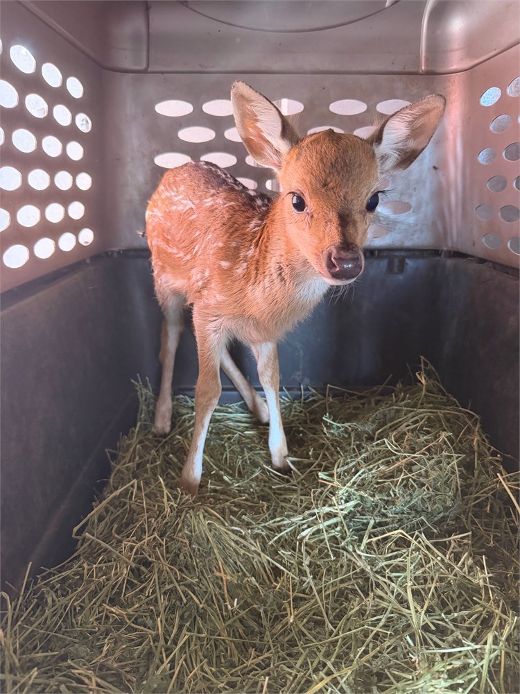 WildLife Buyer, LLC. - 2.5 week old axis doe