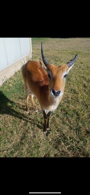 WildLife Buyer, LLC. - 1.0 RED LECHWE 1.5 YEAR OLD