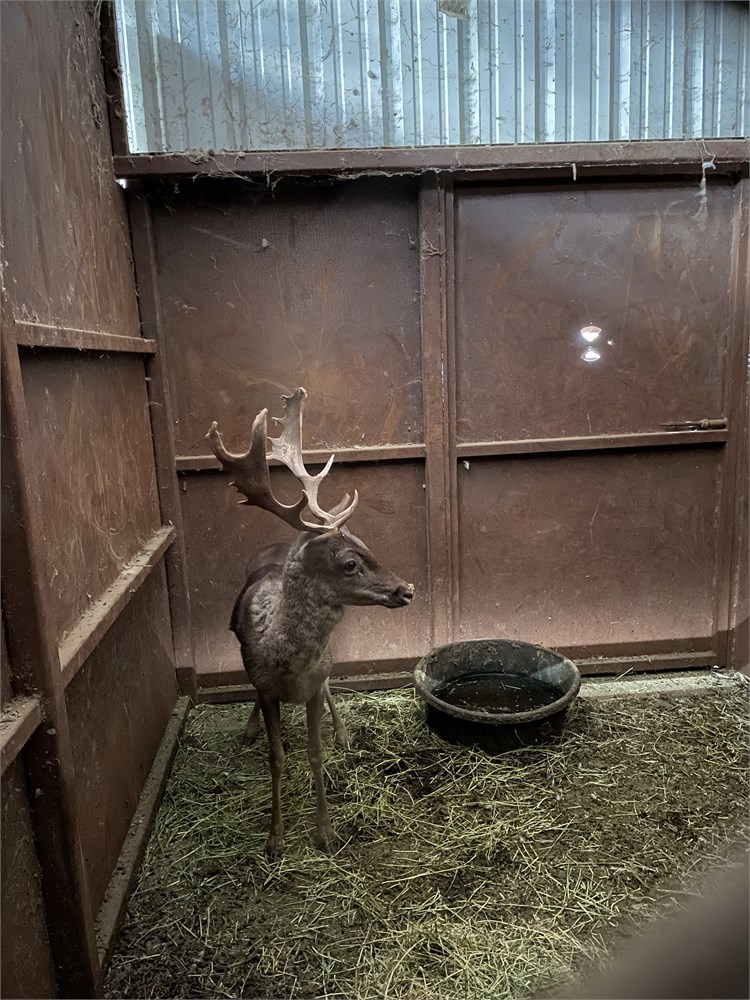 WildLife Buyer, LLC. - Fallow buck