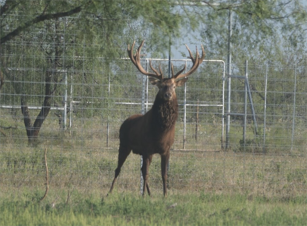 WildLife Buyer, LLC. - 1.0 Red Stag - Ask about insurance