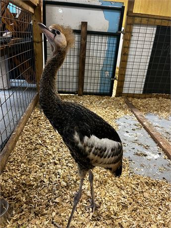 WildLife Buyer, LLC. - African crowned crane