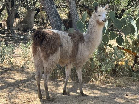 WildLife Buyer, LLC. - Intact Male Llama