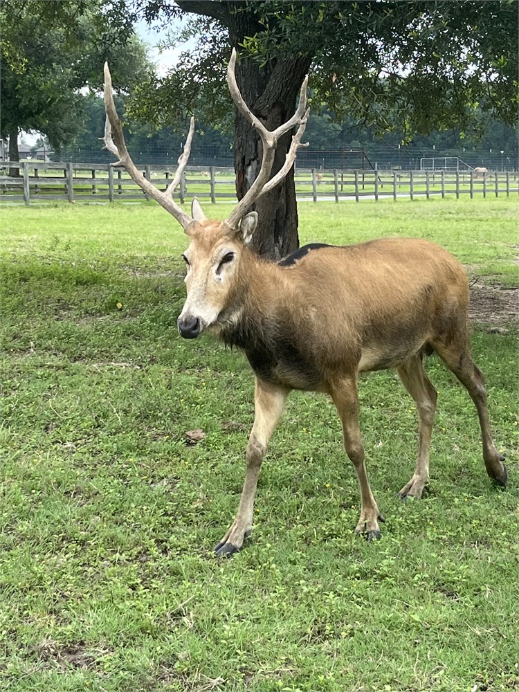 WildLife Buyer, LLC. - Pere david bull