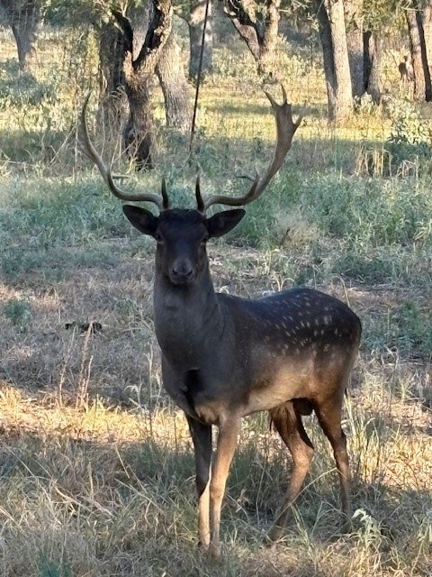 WildLife Buyer, LLC. - 3 yr old Fallow Buck