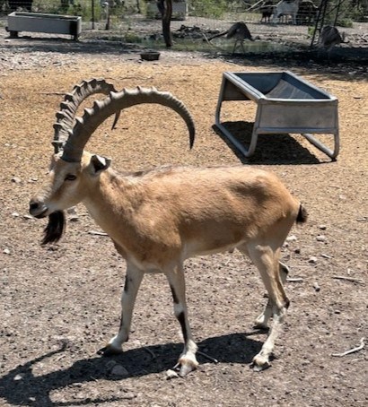 WildLife Buyer, LLC. - 0.3 IBEX (NKB#13) *PER SELLER EXPOSED TO BILLIE ...