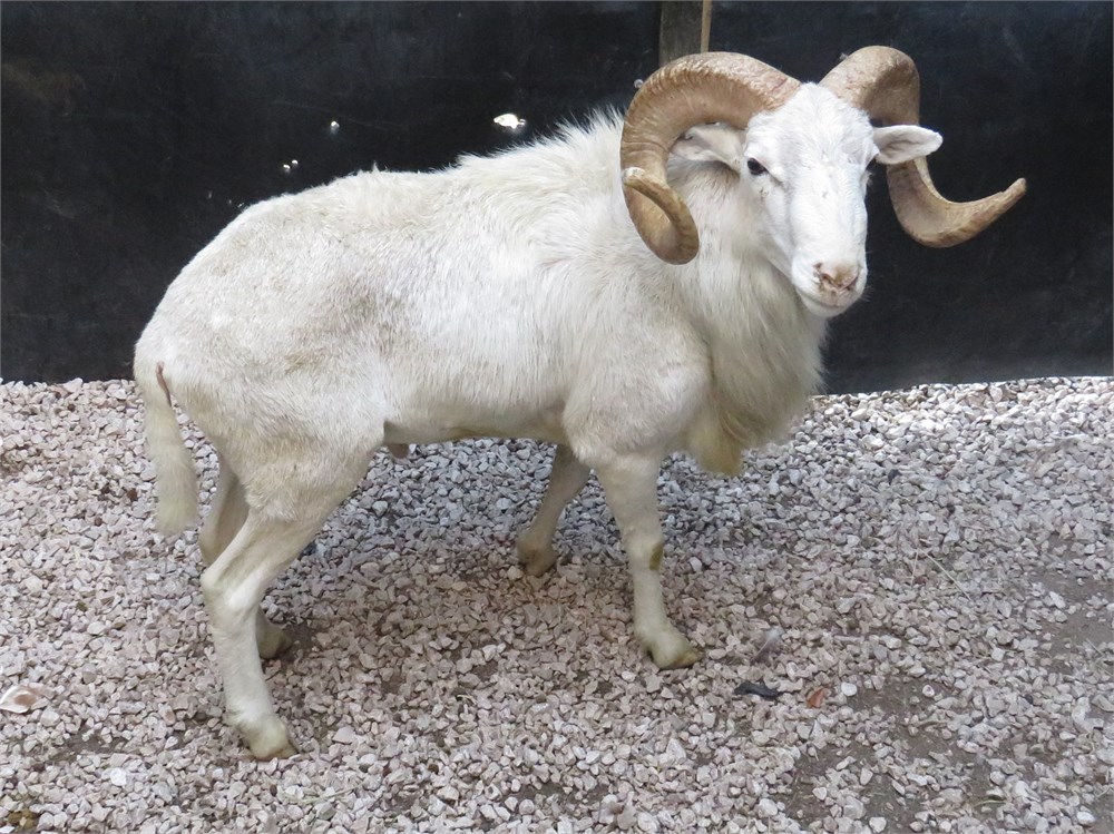 WildLife Buyer, LLC. - 1.0 TX DALL TAG#327 (OKB#2)