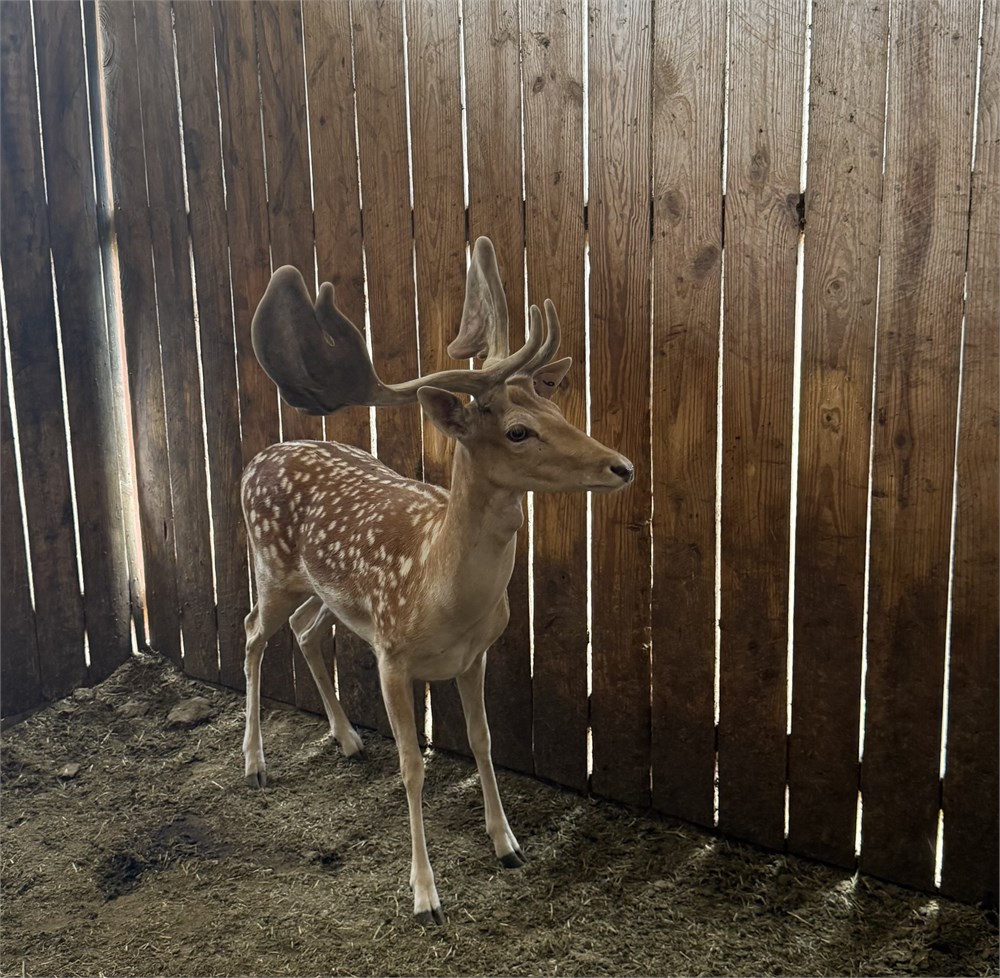 WildLife Buyer, LLC. - 1.0 Fallow Buck