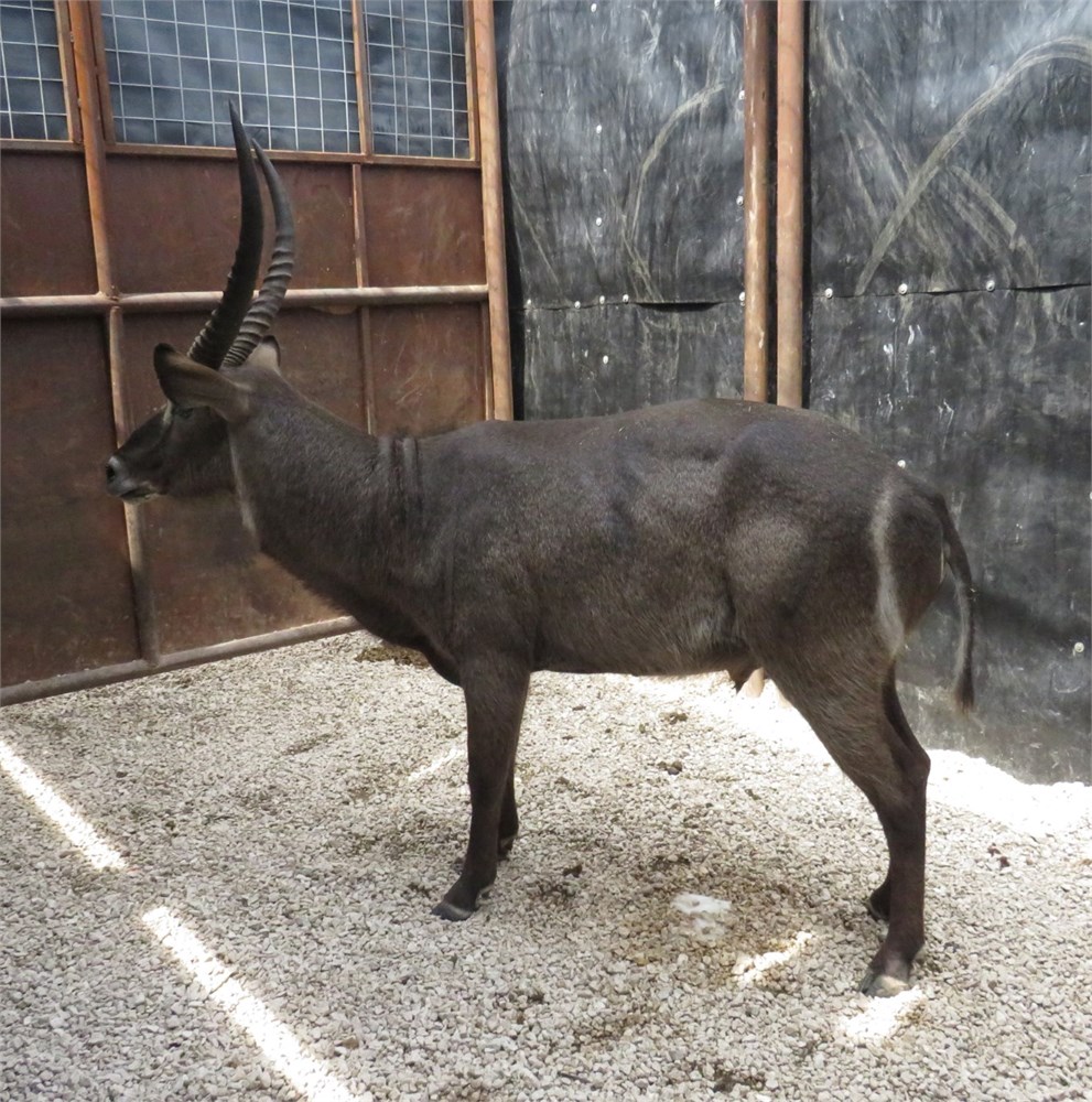WildLife Buyer, LLC. - 1.0 WATERBUCK (NKB#17) BIG BULL