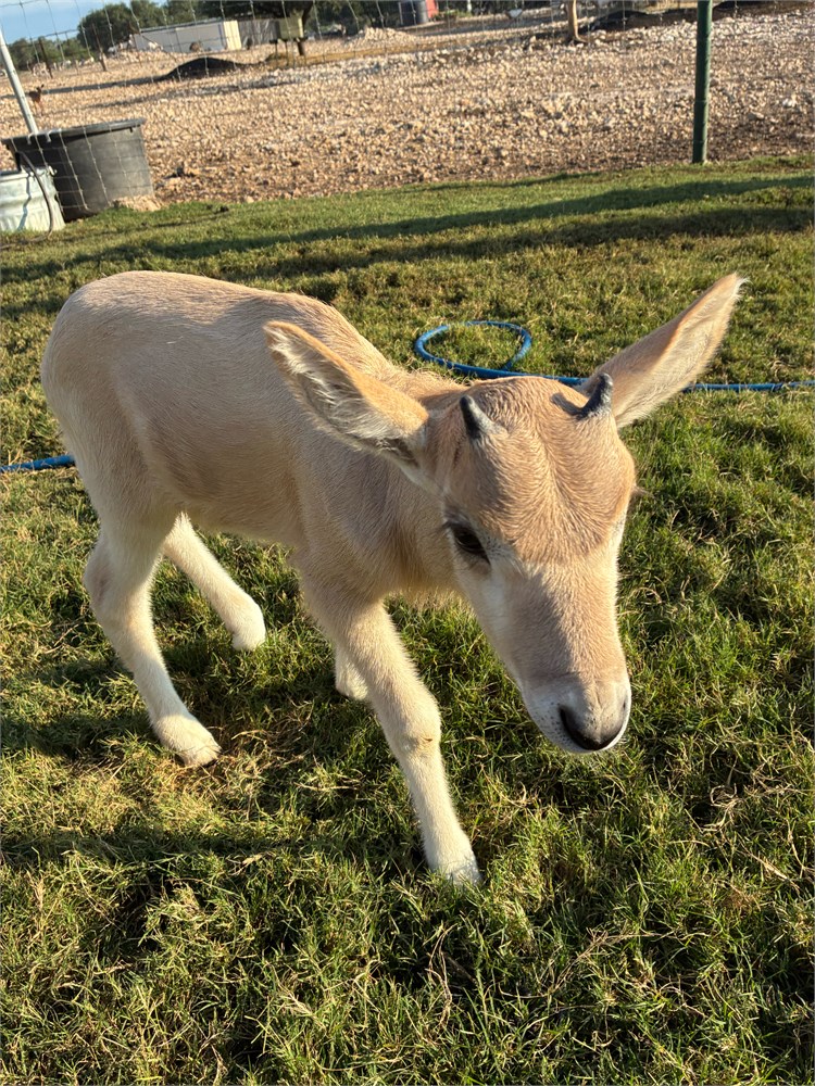 WildLife Buyer, LLC. - 0.1 Bottle Baby Addax Female - Lanie
