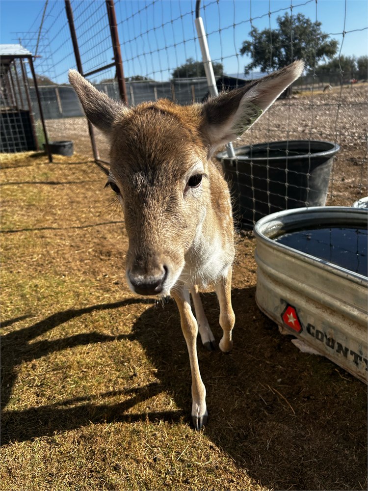 WildLife Buyer, LLC. - 0.1 Bottle Raised Fallow Doe - Registered - Genetics