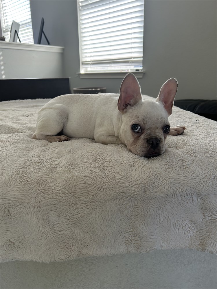 WildLife Buyer, LLC. - 5 months old male frenchi