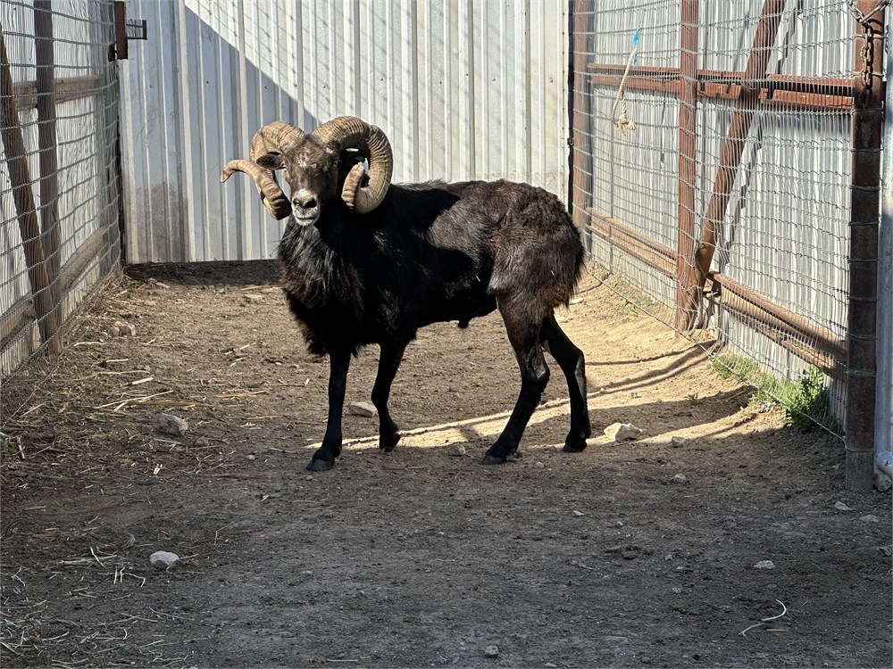 WildLife Buyer, LLC. - Midnight Urial