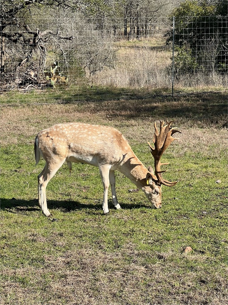 WildLife Buyer, LLC. - 1.0 FALLOW