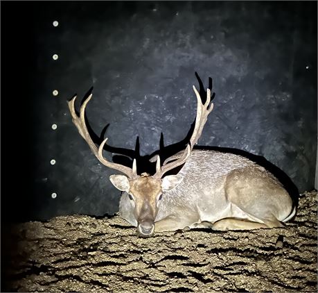 WildLife Buyer, LLC. - 1.0 Fallow Buck