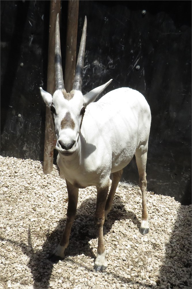 WildLife Buyer, LLC. - 1.0 ARABIAN ORYX (WB#15) - Ask about insurance